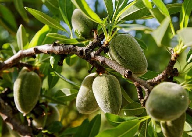 kollektion mandel | L'OCCITANE DE