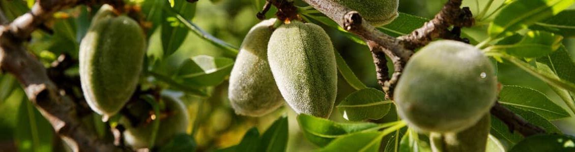 Mandel - Natürlicher Inhaltsstoff | L'OCCITANE